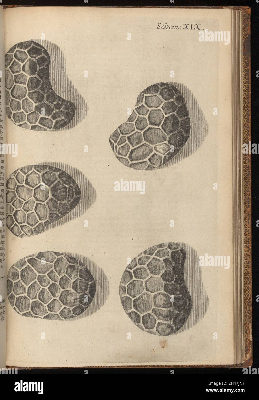 Engraving from Micrographia, 1665, by Robert Hooke Stock Photo - Alamy