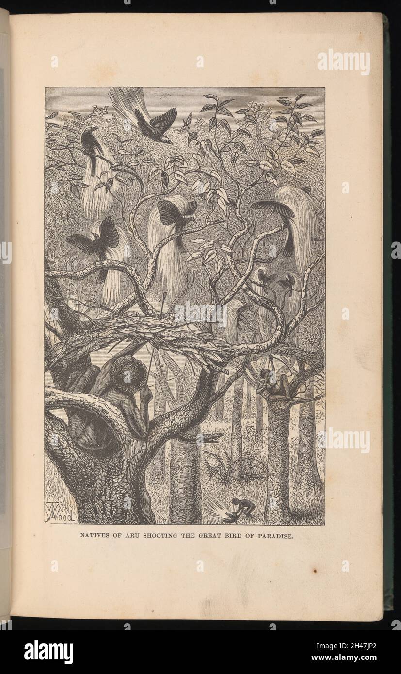 Plate: Natives of Aru Shooting the Great Bird of Paradise Stock Photo ...