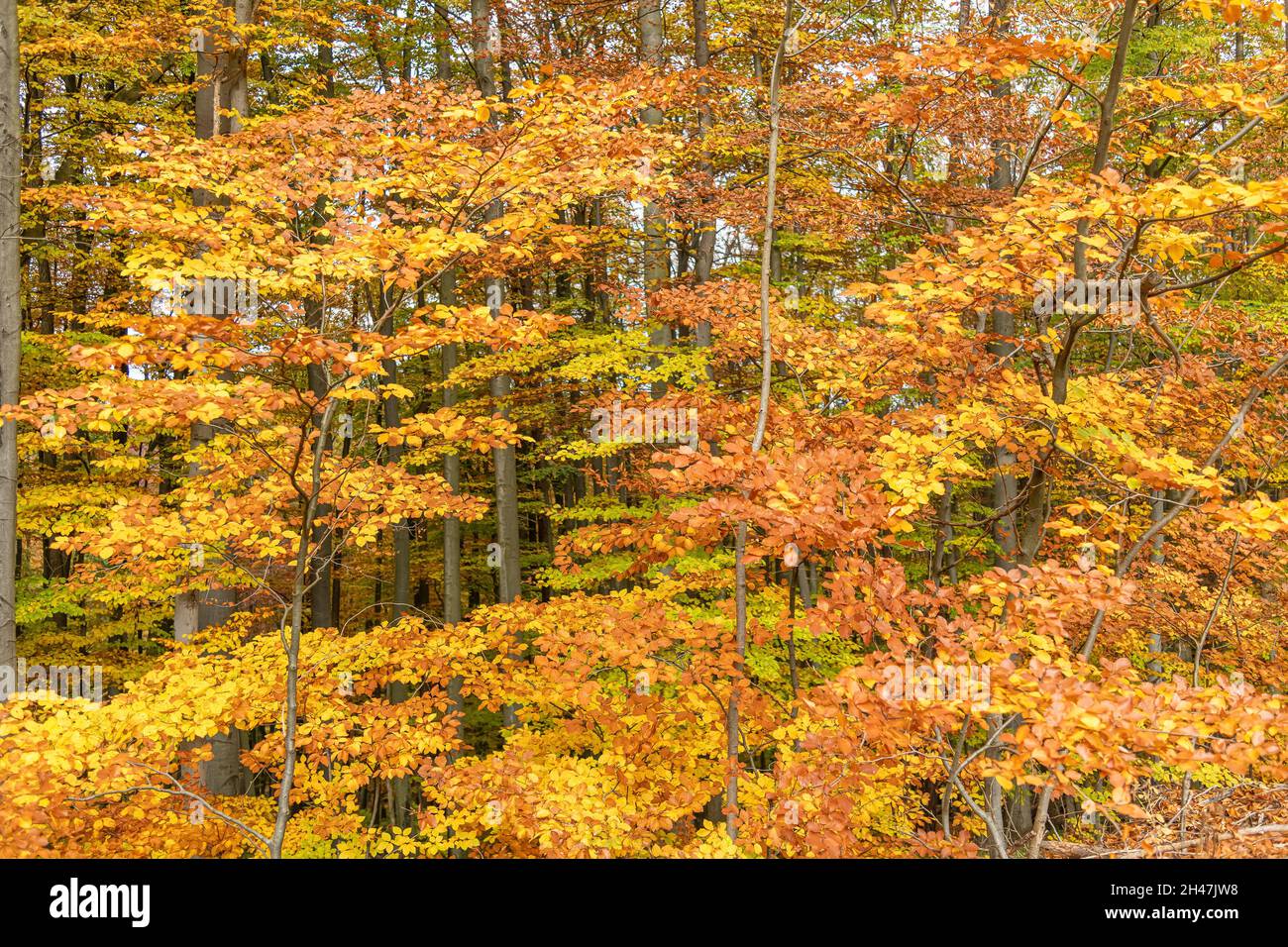 The awesome colors of autumn, Leaves glow in bright autum colors in ...
