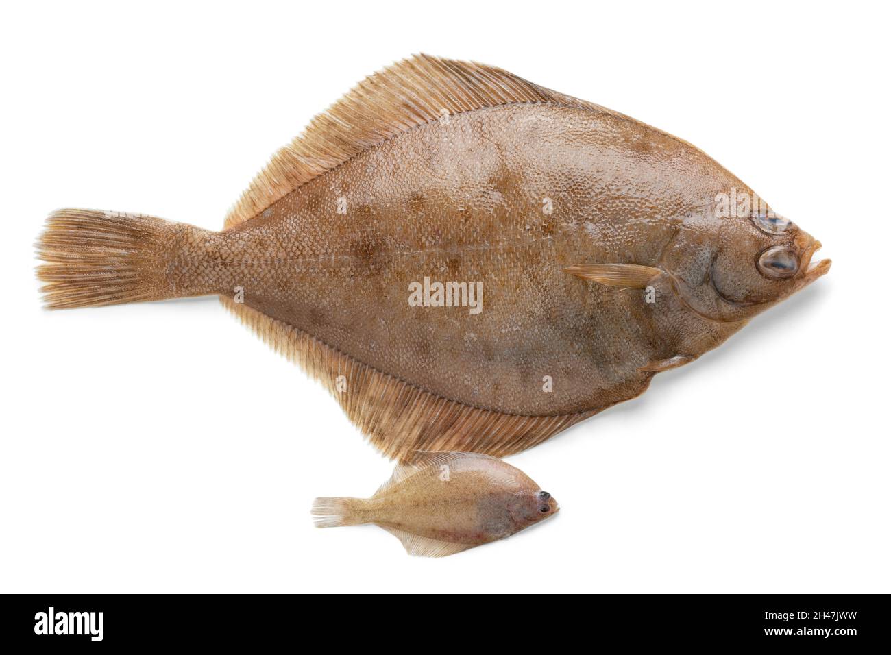 Fresh whole raw common dab fish and baby fish isolated on white ...