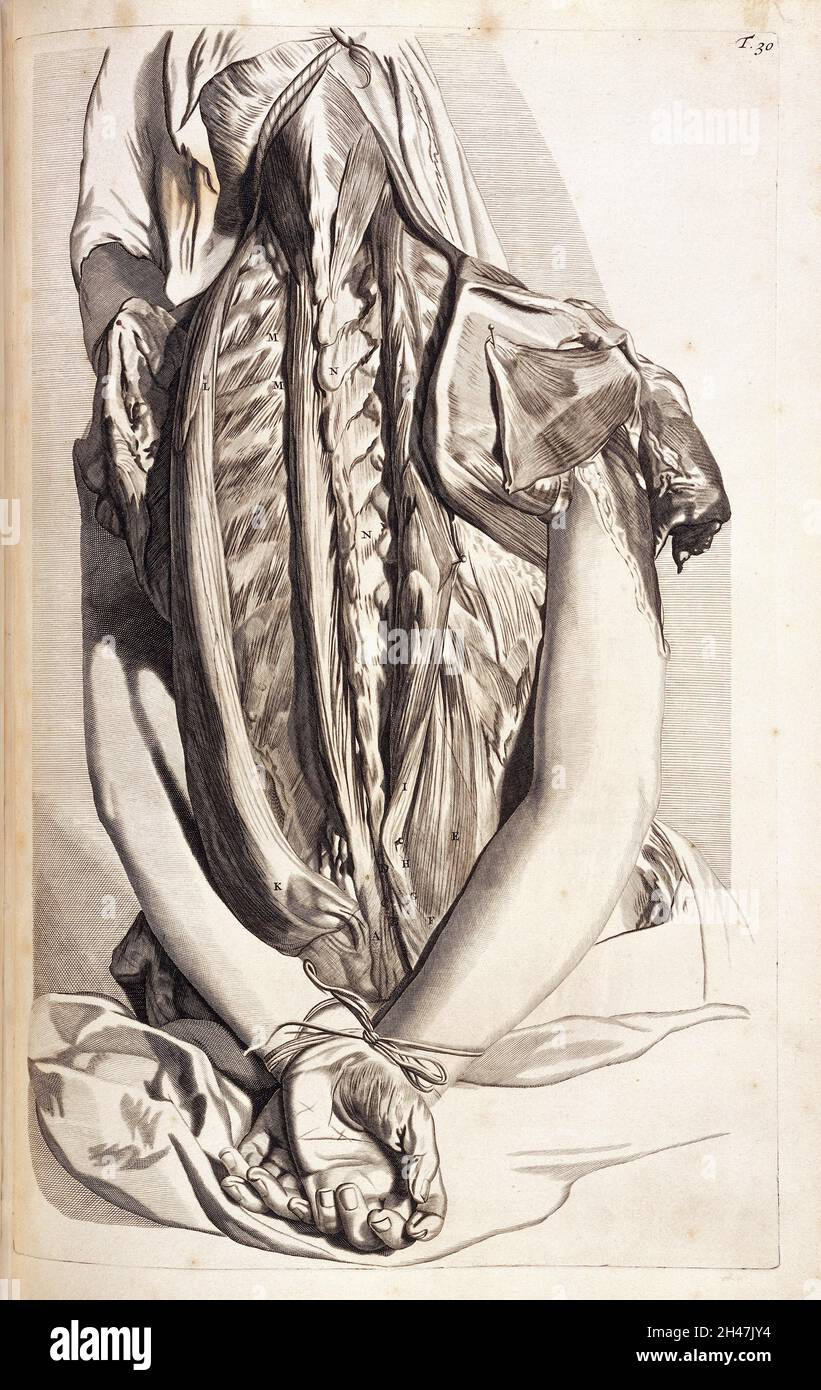 Trigesima Tabula. Engraving of a flayed back showing the spine and ...