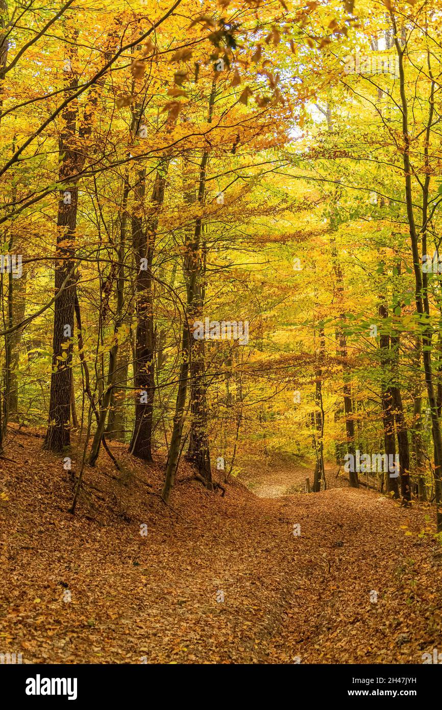 The awesome colors of autumn, Leaves glow in bright autum colors in ...