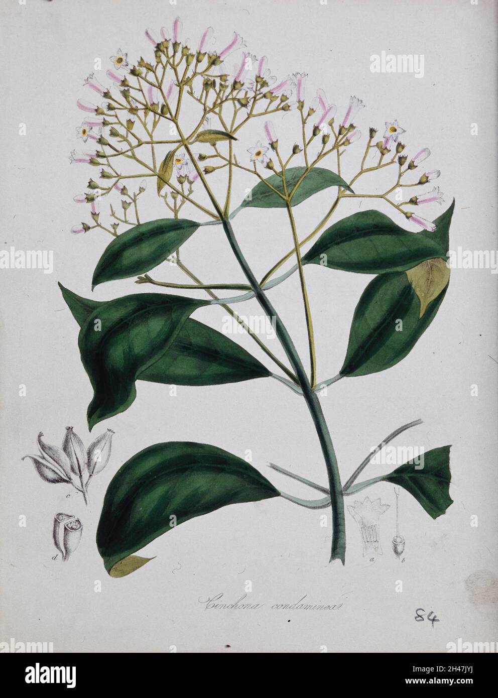 Cinchona plant (Cinchona officinalis): flowering stem and floral ...