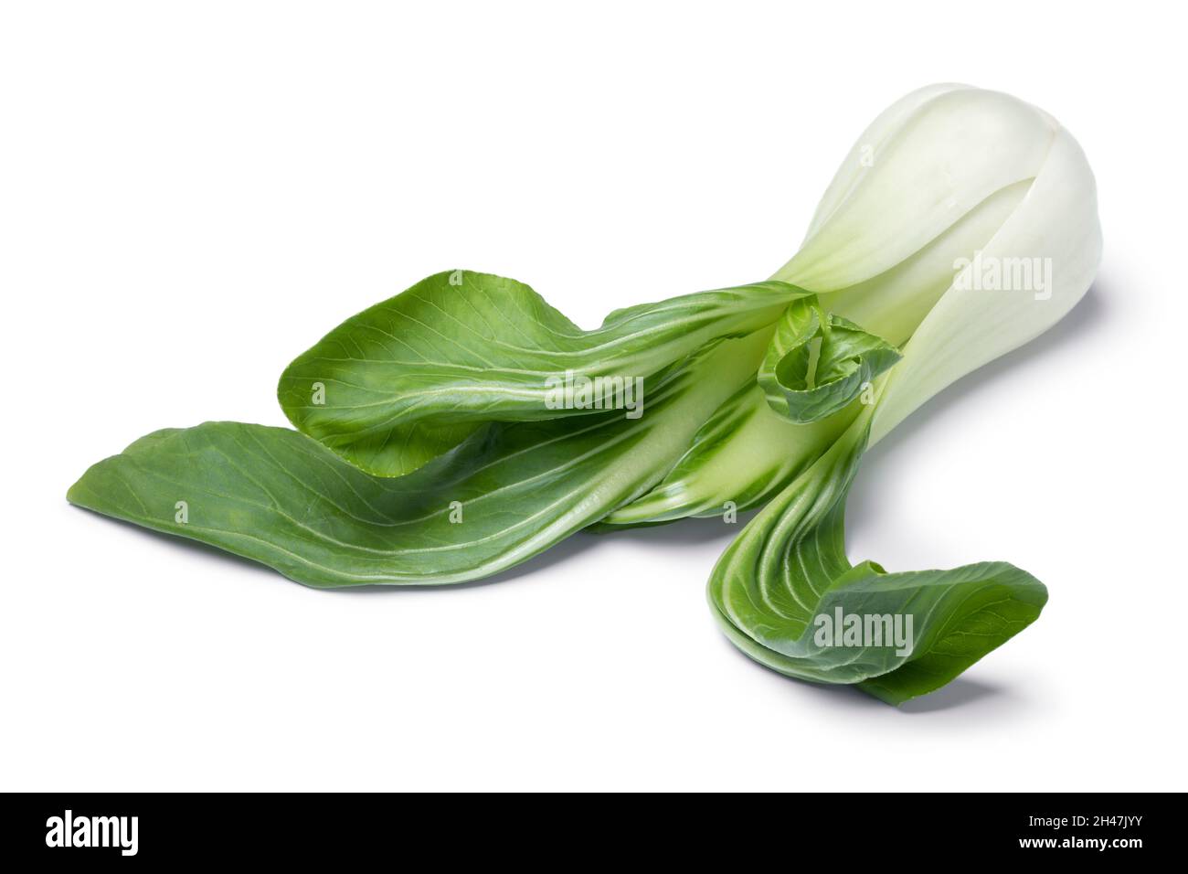 Single fresh raw bok choy close up isolated on white background Stock ...
