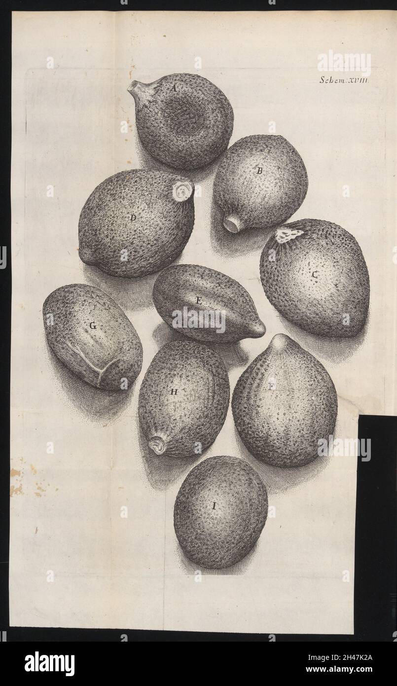 Engraving from Micrographia, 1665, by Robert Hooke Stock Photo - Alamy