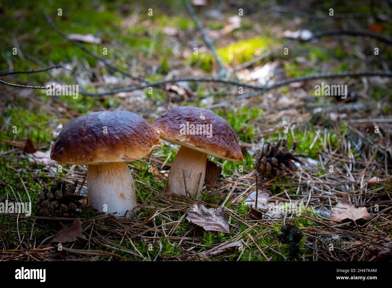 two edible porcini mushrooms grow in forest Stock Photo - Alamy