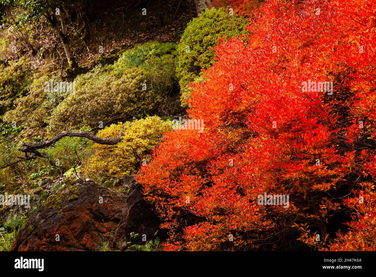 Kōyō (Koyo - Autumn Foliage) As autumn descends, it turns Japan’s ...
