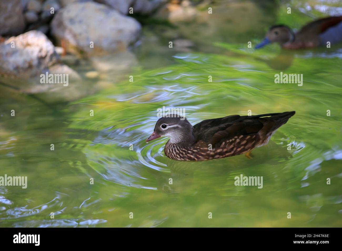 Portrait of a duck with clean water Stock Photo - Alamy