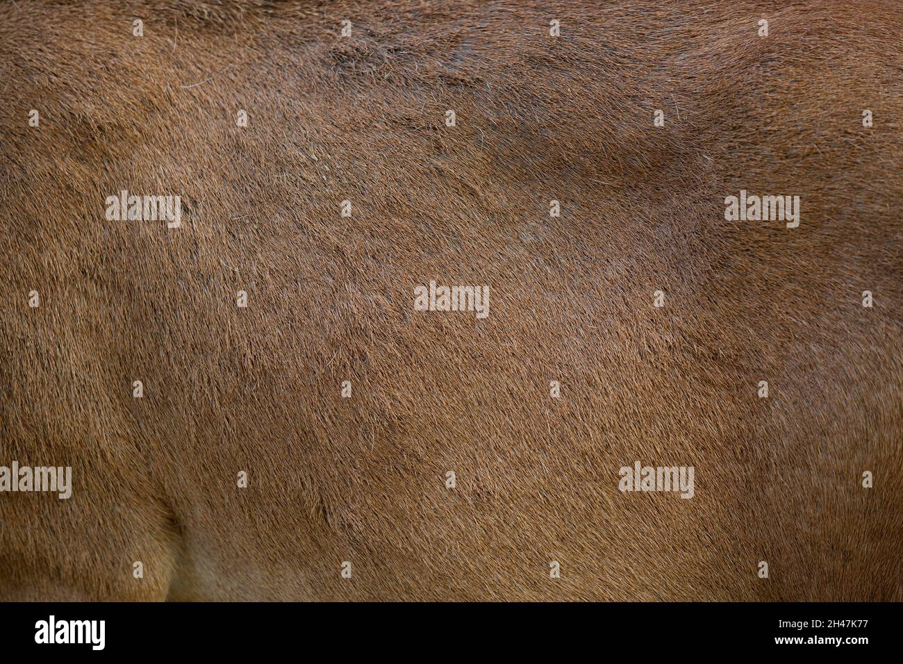 Brown dog fur texture or background Stock Photo - Alamy