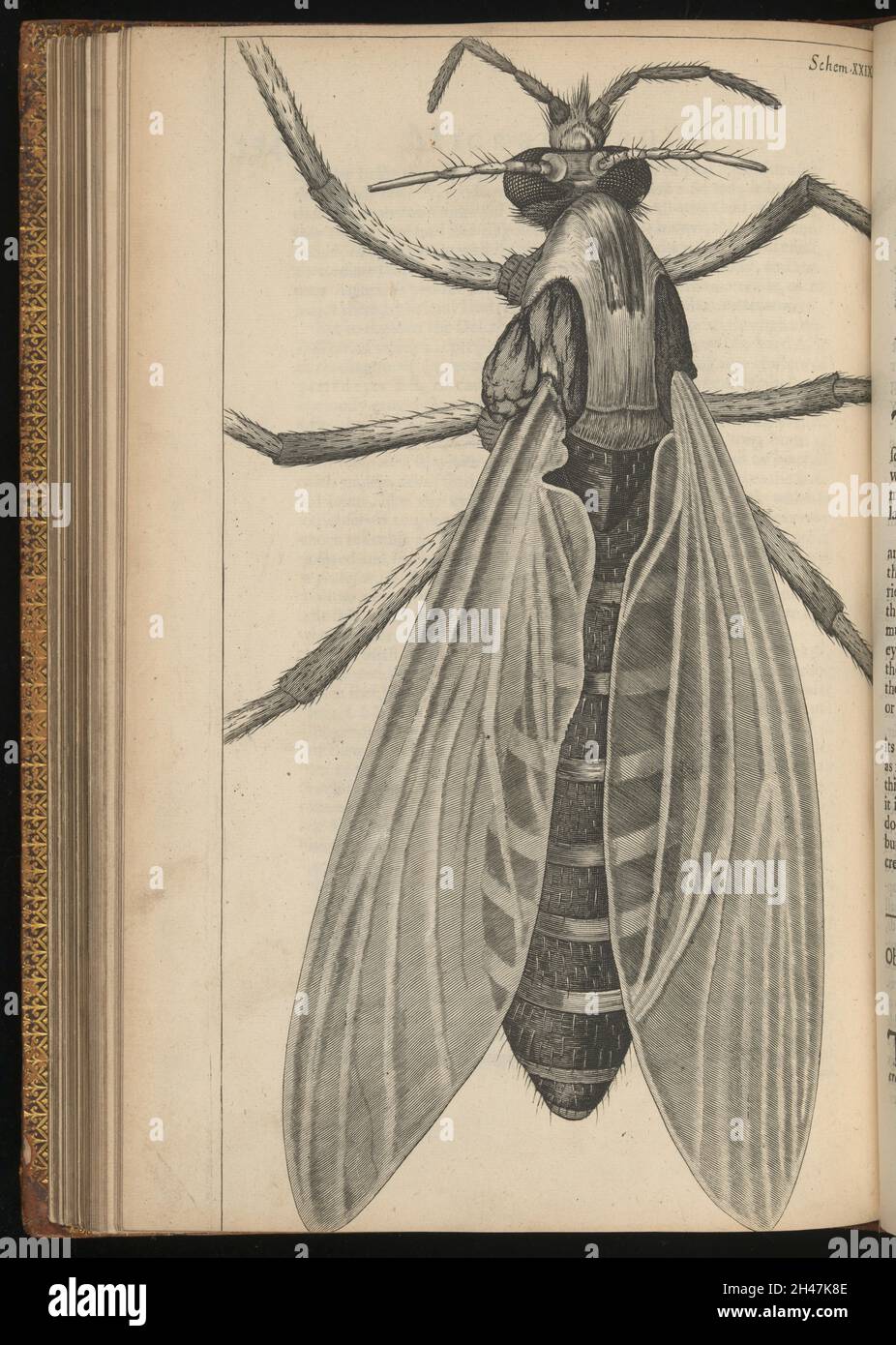 Engraving from Micrographia, 1665, by Robert Hooke Stock Photo - Alamy