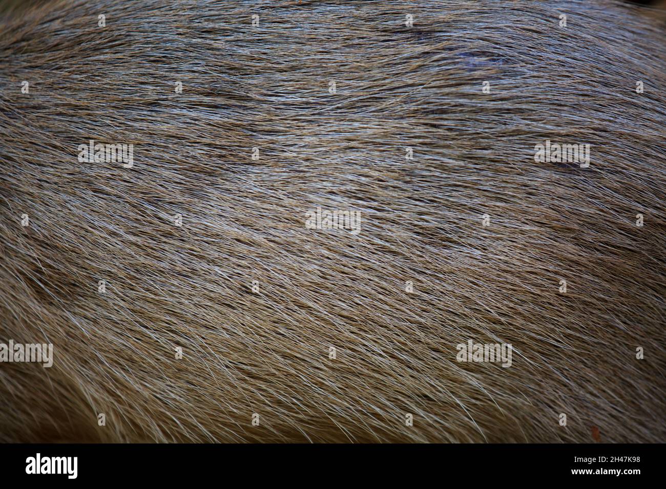 Kapibara animal hi-res stock photography and images - Alamy