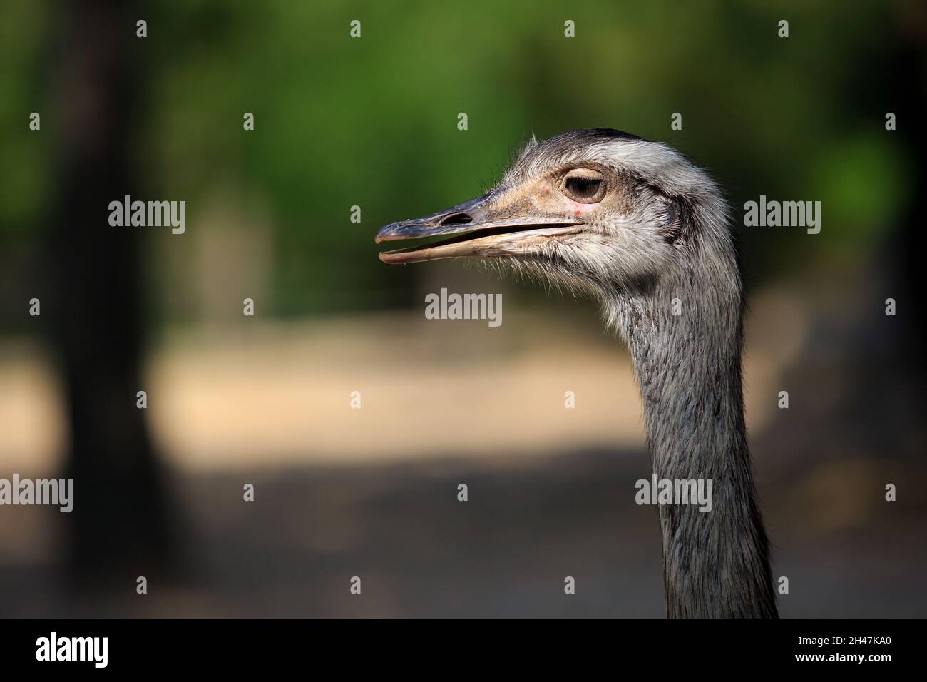 Ostrich Close up portrait, Close up ostrich head Stock Photo - Alamy