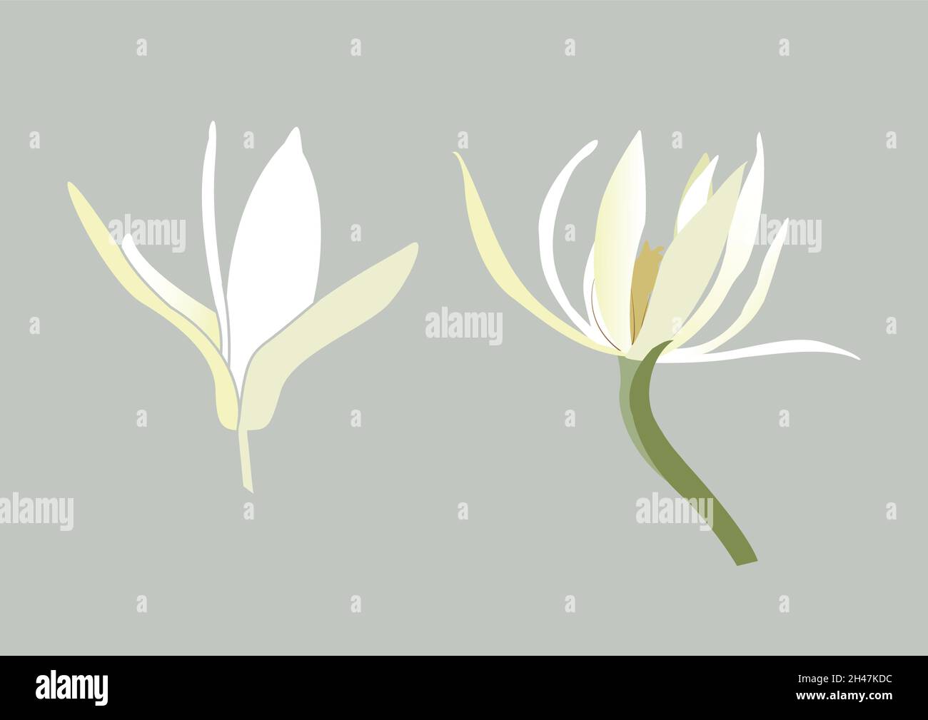 Michelia champaka Stock Vector Images - Alamy