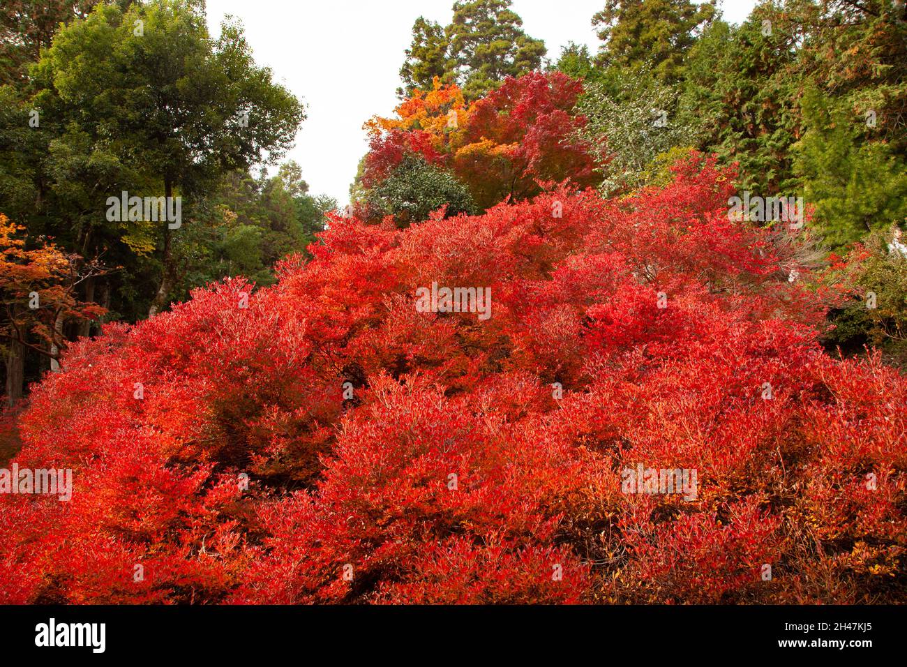 Deciduous forests in autumn hi-res stock photography and images - Alamy