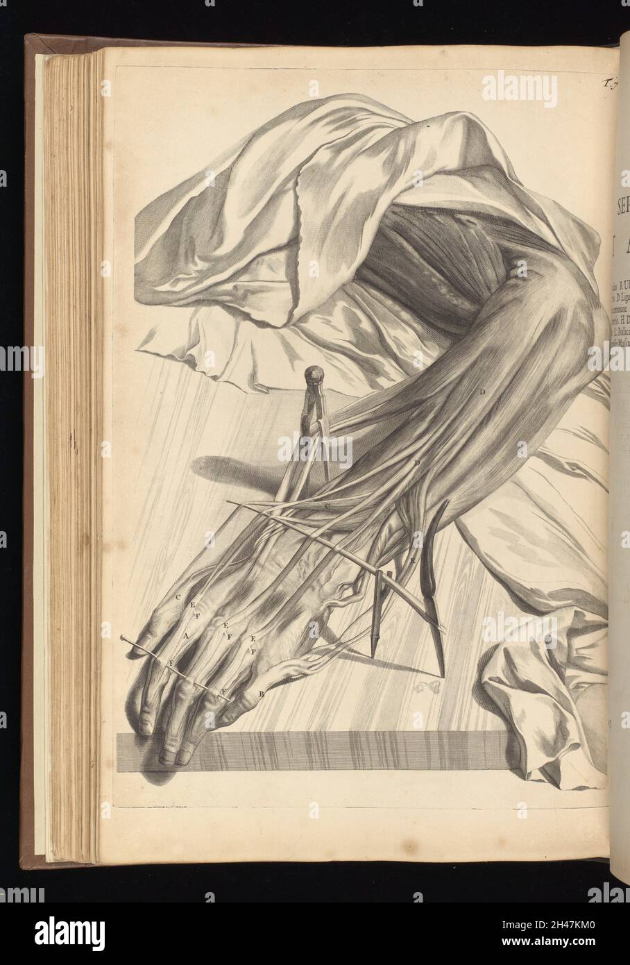 Table 70. Dissection of the arm and hand showing the muscles Stock ...