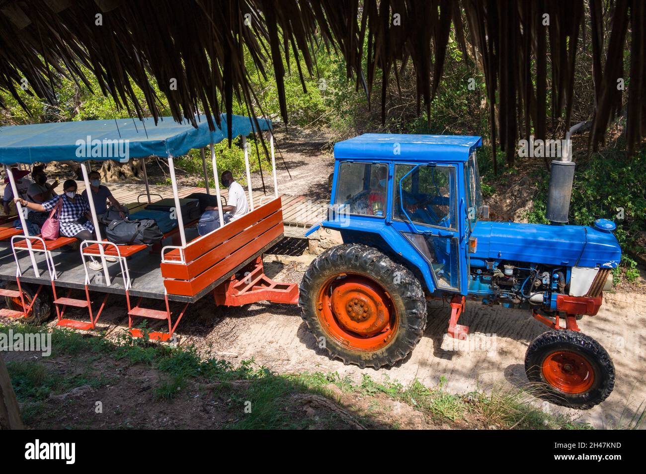 A tractor ferry pulling a covered wagon with guests, Chale Island ...