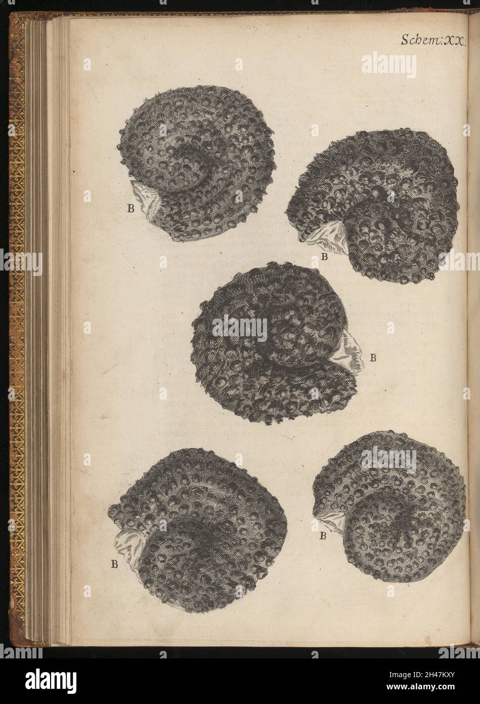 Engraving from Micrographia, 1665, by Robert Hooke Stock Photo - Alamy
