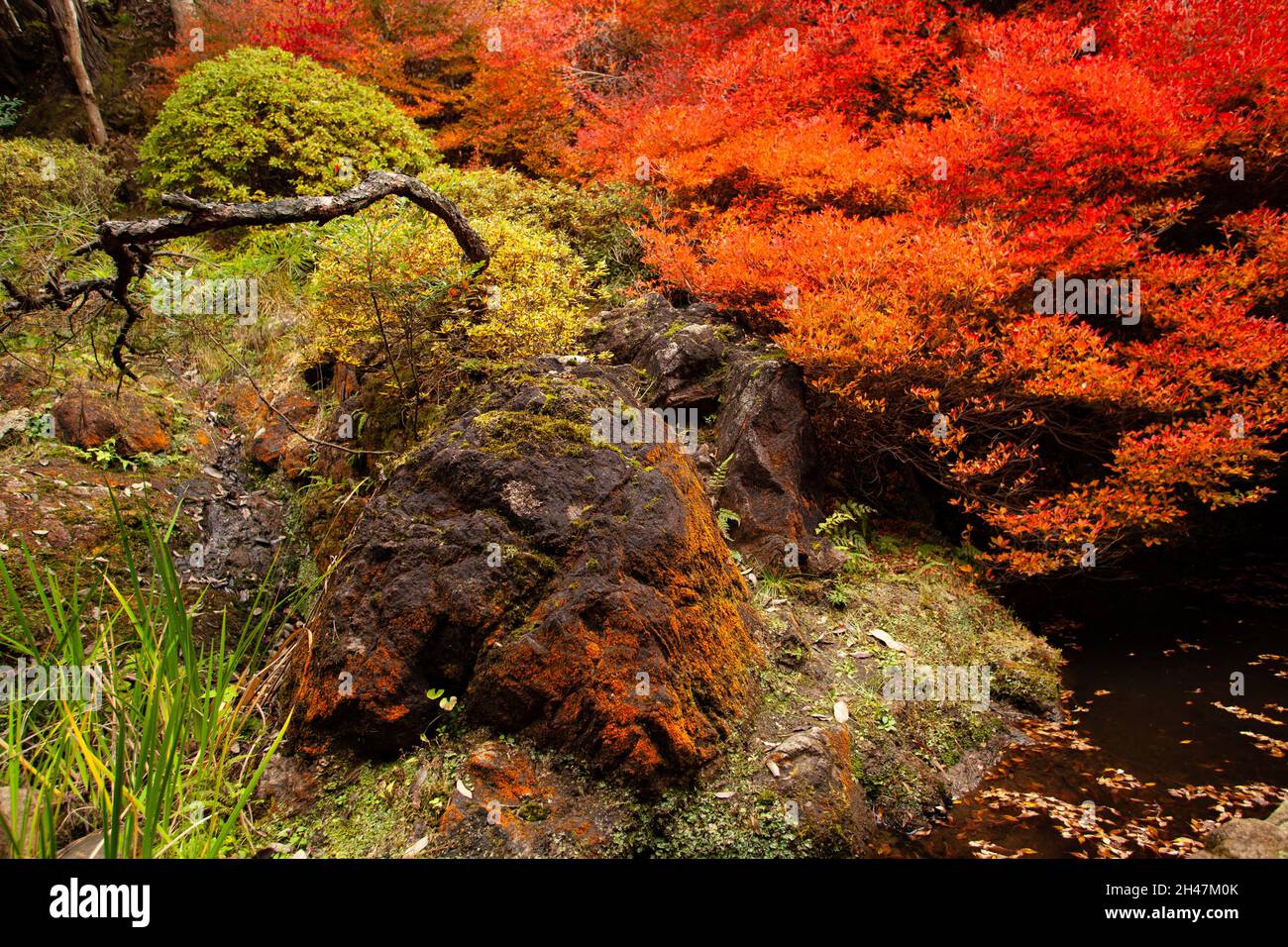 Kōyō (Koyo - Autumn Foliage) As autumn descends, it turns Japan’s ...