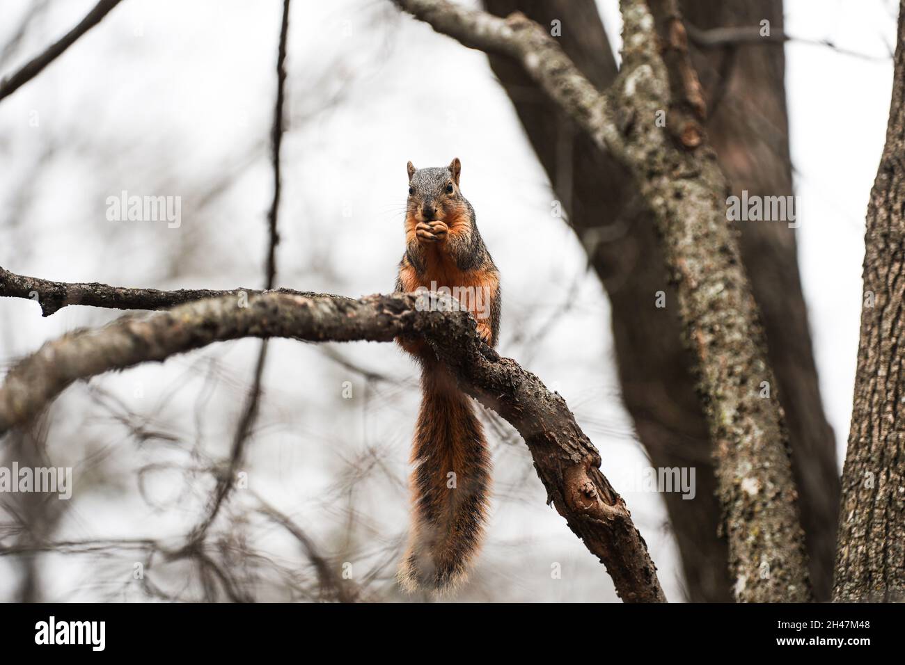 Closeup shot of a cute squirrel in a forest Stock Photo - Alamy