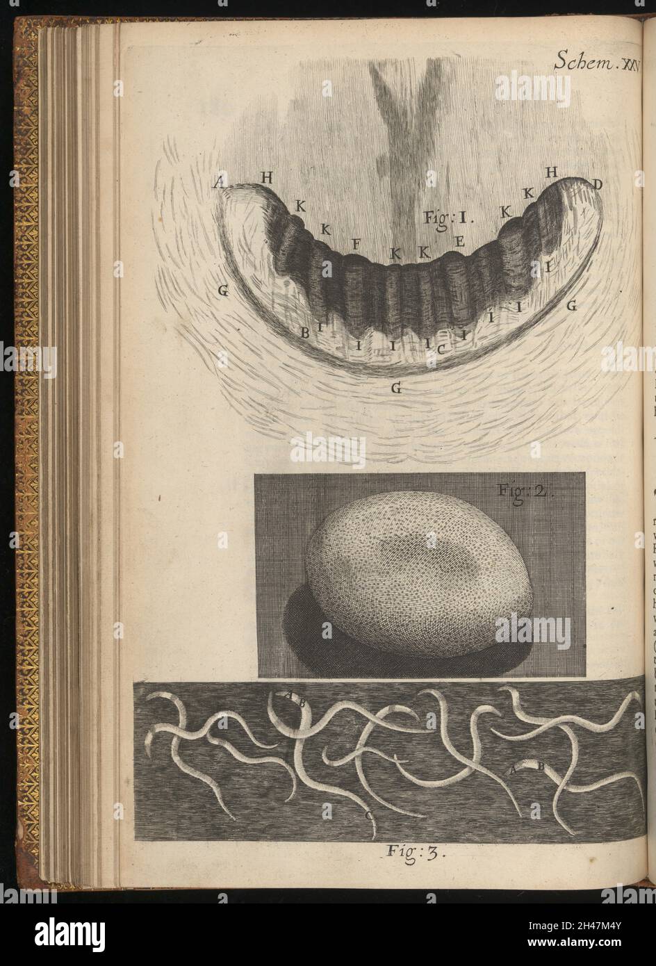 Engraving from Micrographia, 1665, by Robert Hooke Stock Photo - Alamy