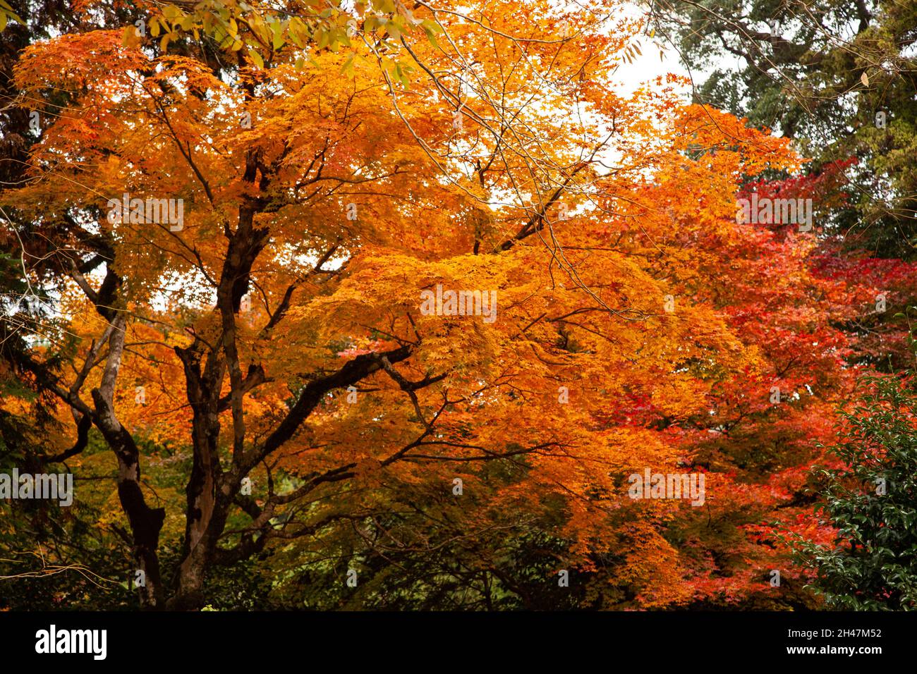 Kōyō (Koyo - Autumn Foliage) As autumn descends, it turns Japan’s ...