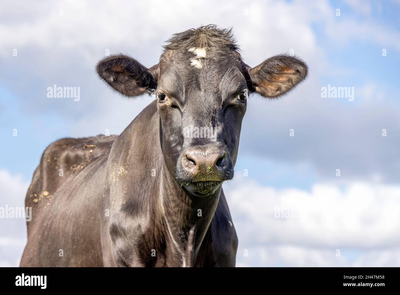 Grumpy Cow