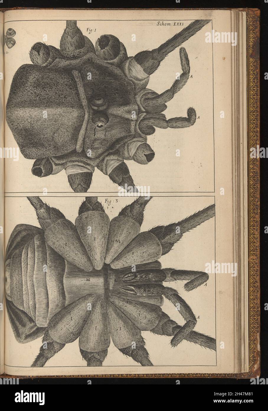 Engraving from Micrographia, 1665, by Robert Hooke Stock Photo - Alamy