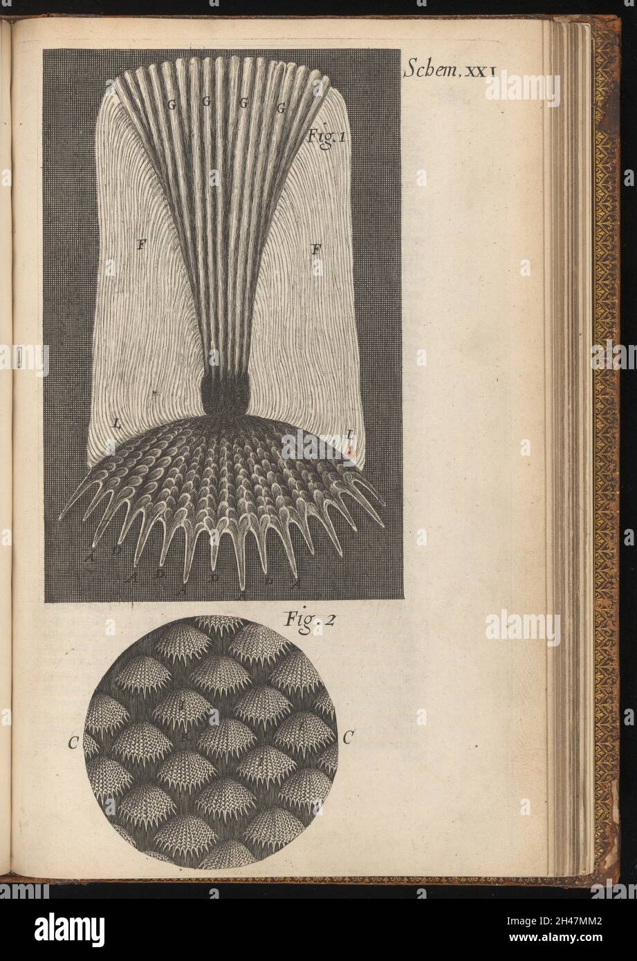 Engraving from Micrographia, 1665, by Robert Hooke Stock Photo - Alamy