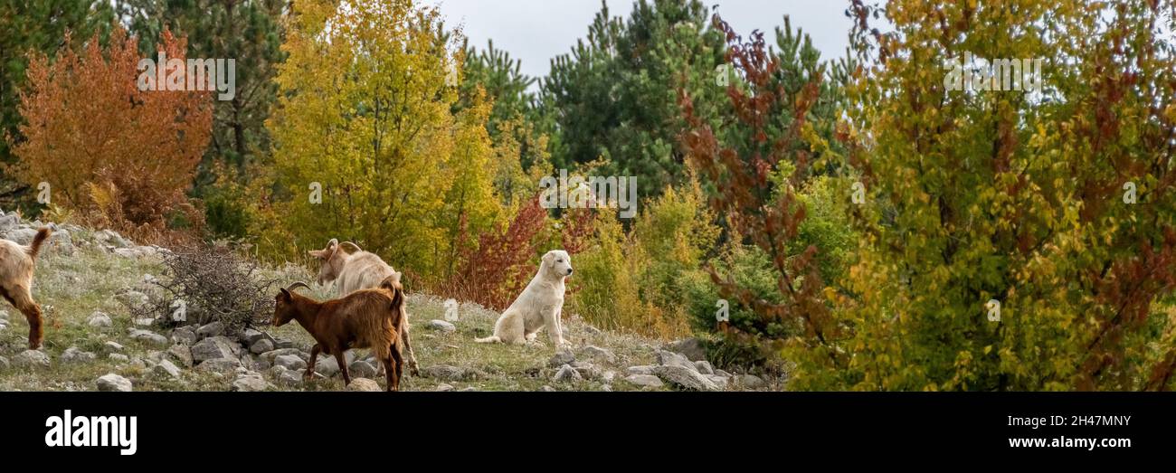 Shepherd and herd of goats hi-res stock photography and images - Alamy