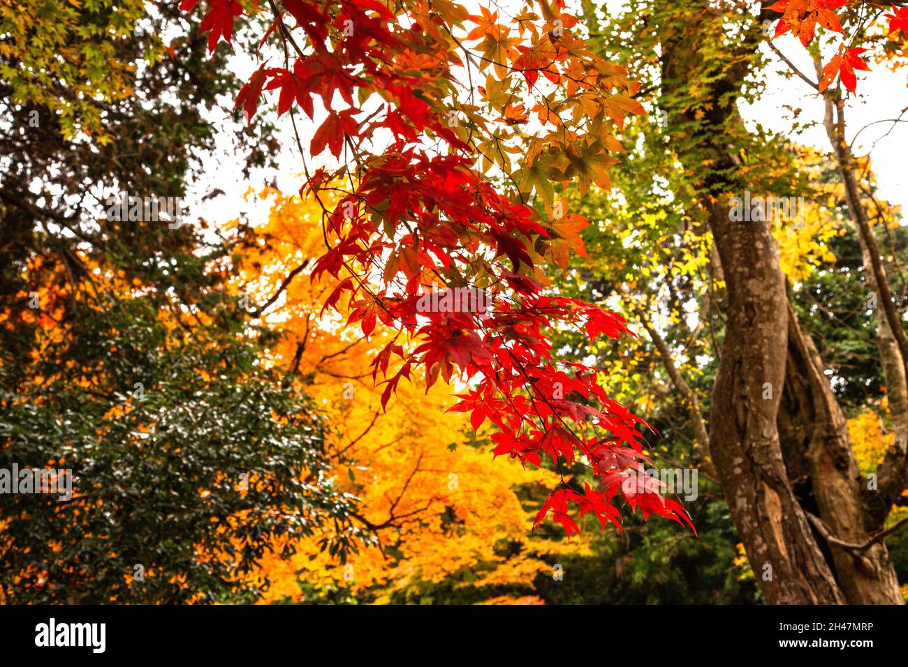 Deciduous forests in autumn hi-res stock photography and images - Alamy