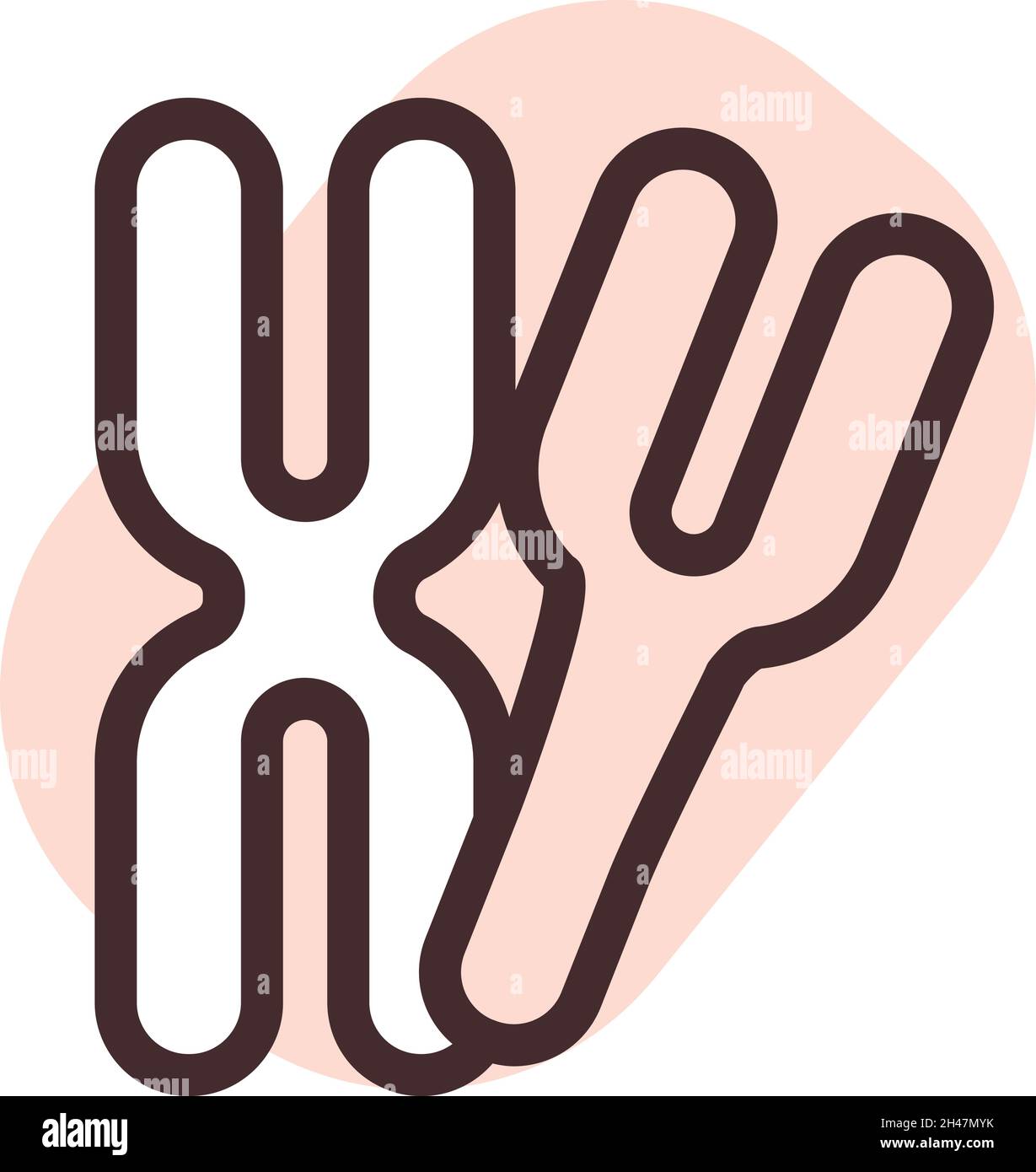 XY Chromosomes, illustration, vector, on a white background Stock ...