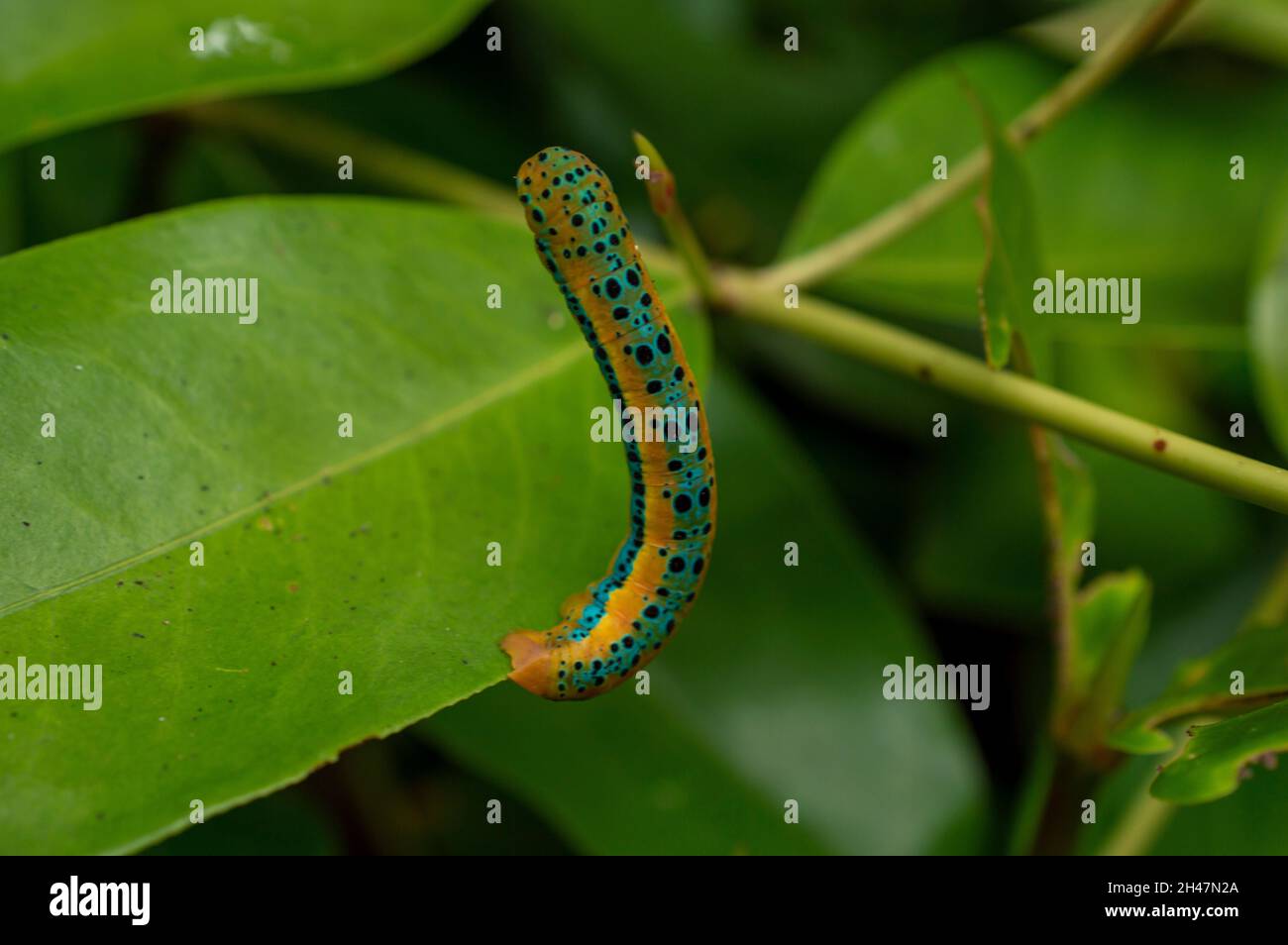 Caterpillars are the larval stage of butterflies and moths. Most of ...