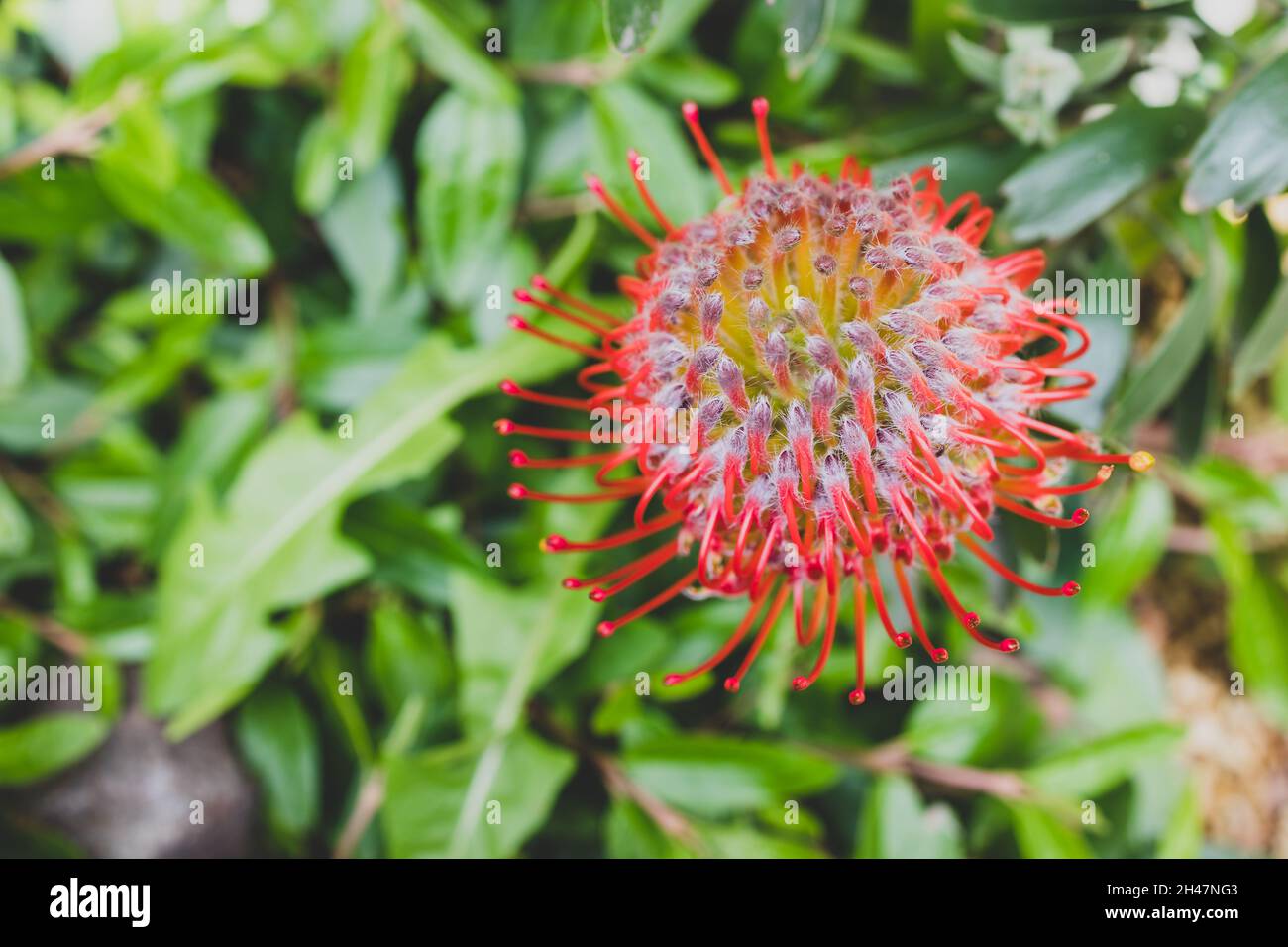 native Australian red protea plant outdoor in beautiful tropical ...