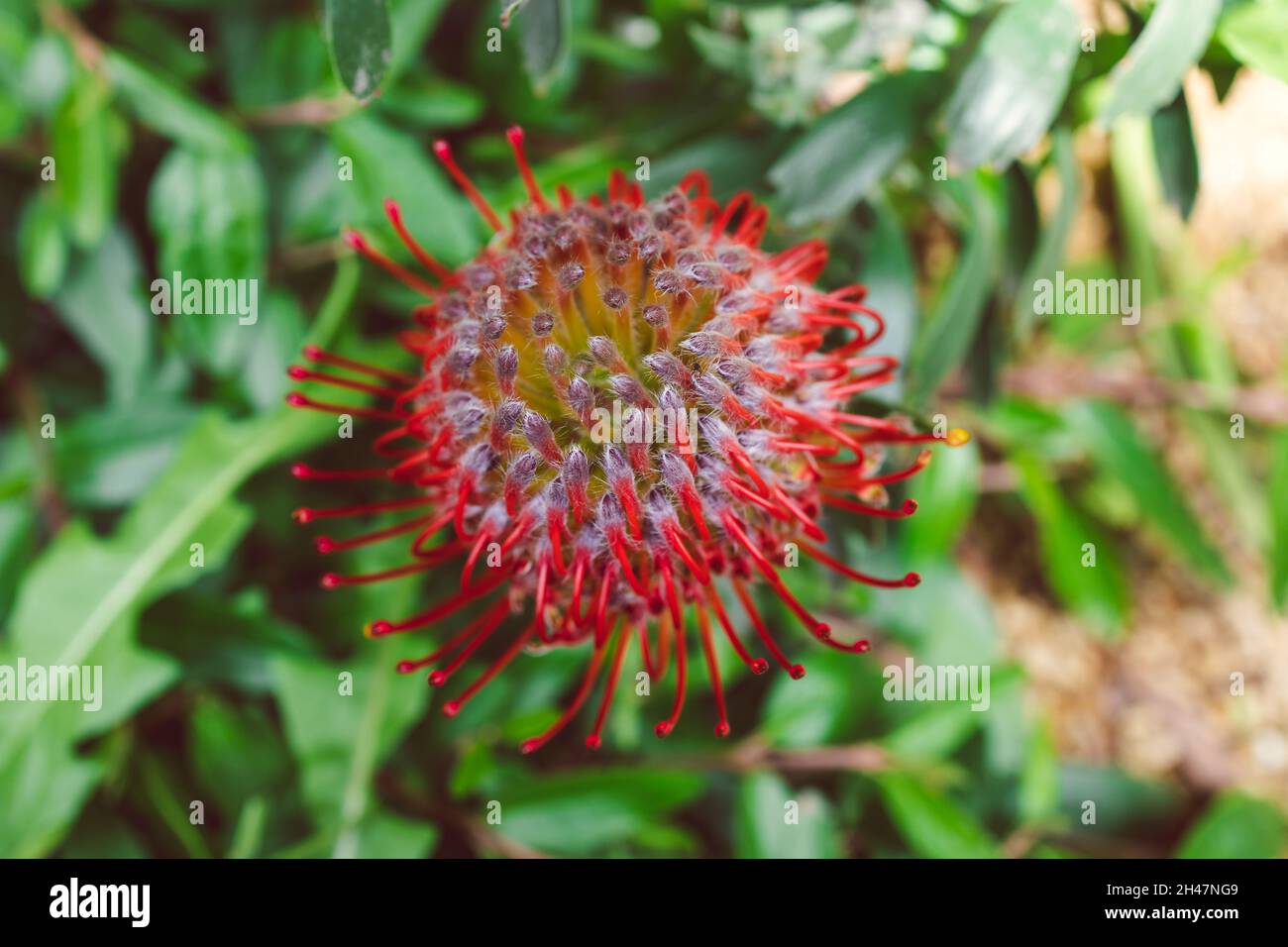 native Australian red protea plant outdoor in beautiful tropical ...