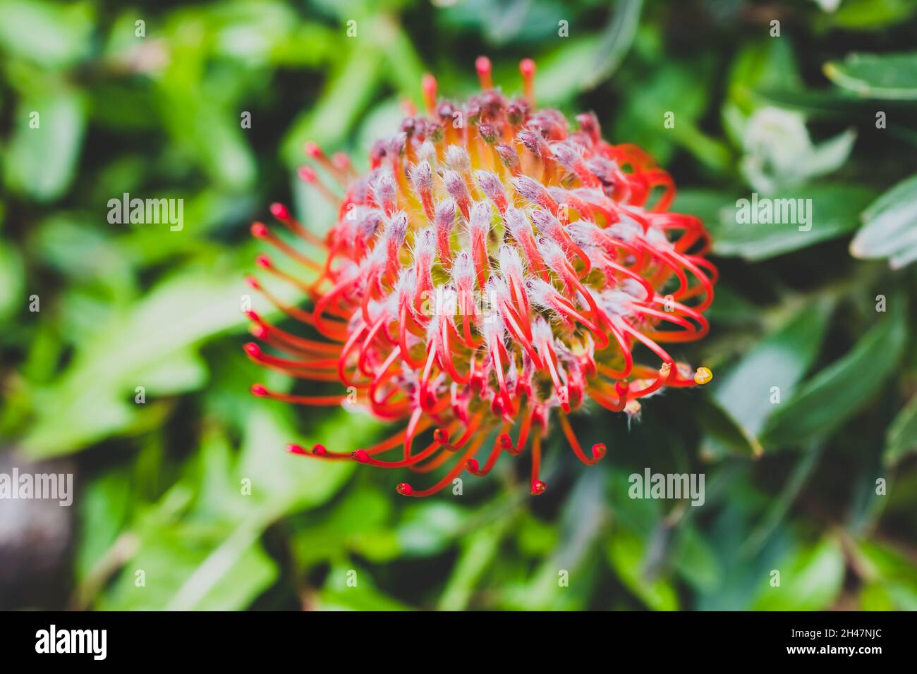 native Australian red protea plant outdoor in beautiful tropical ...