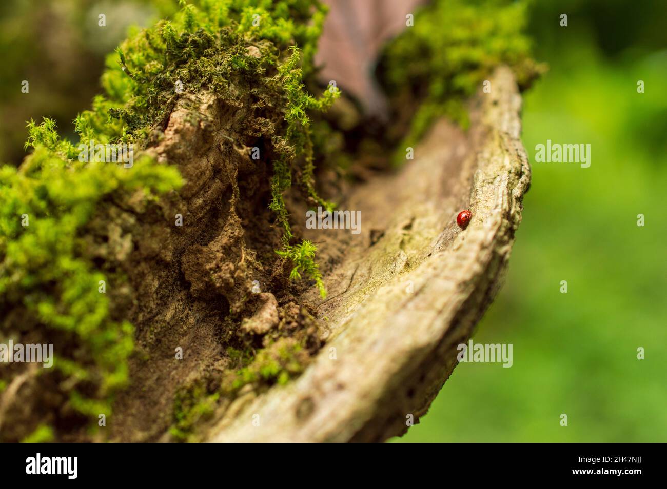 Ladybugs are pretty, graceful, and harmless to humans. But farmers love ...