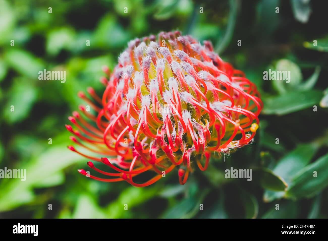 native Australian red protea plant outdoor in beautiful tropical ...