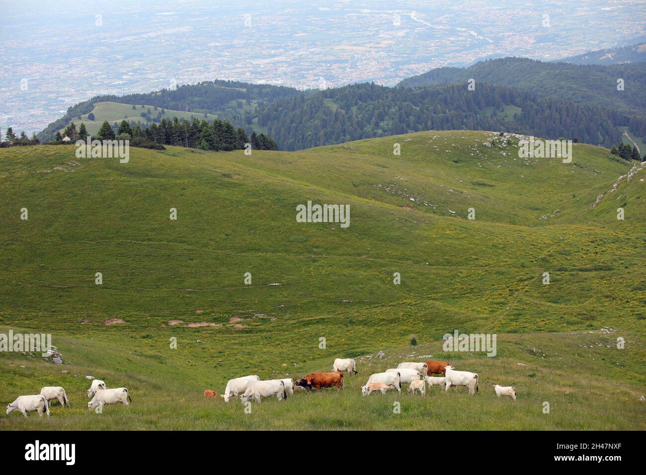 Dairy cows grazing on the hills in northern Italy Stock Photo - Alamy