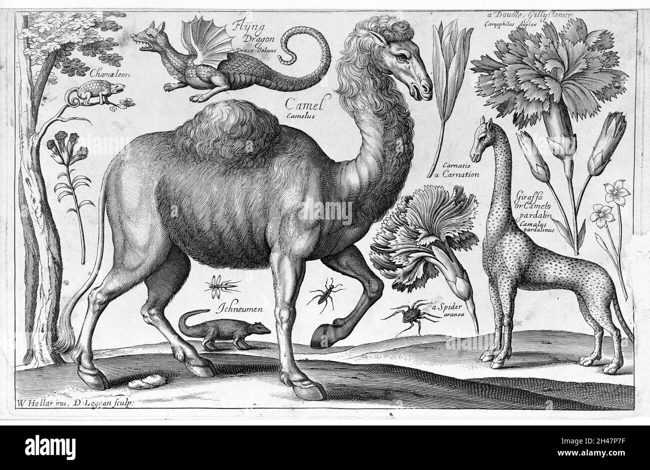 Florum icones Black and White Stock Photos & Images - Alamy