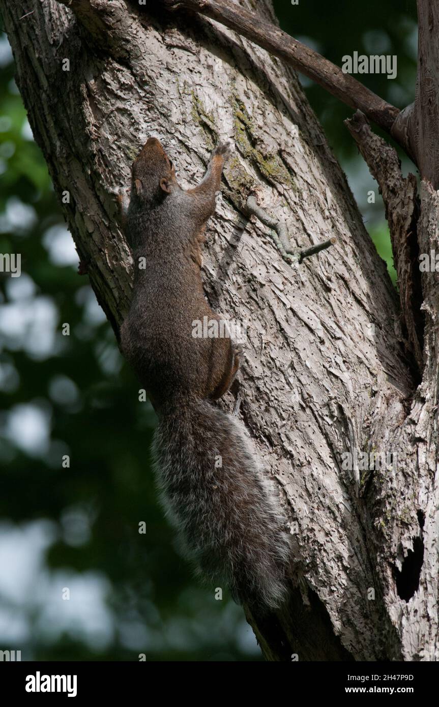 Squirrel climbing tree trunk Stock Photo - Alamy
