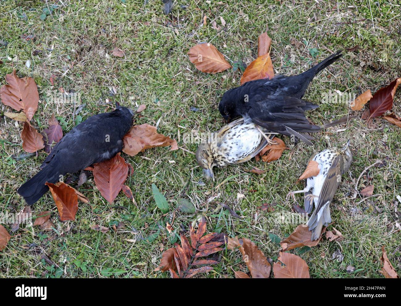 four small dead birds killed by bad fraud hunters and then abandoned on ...
