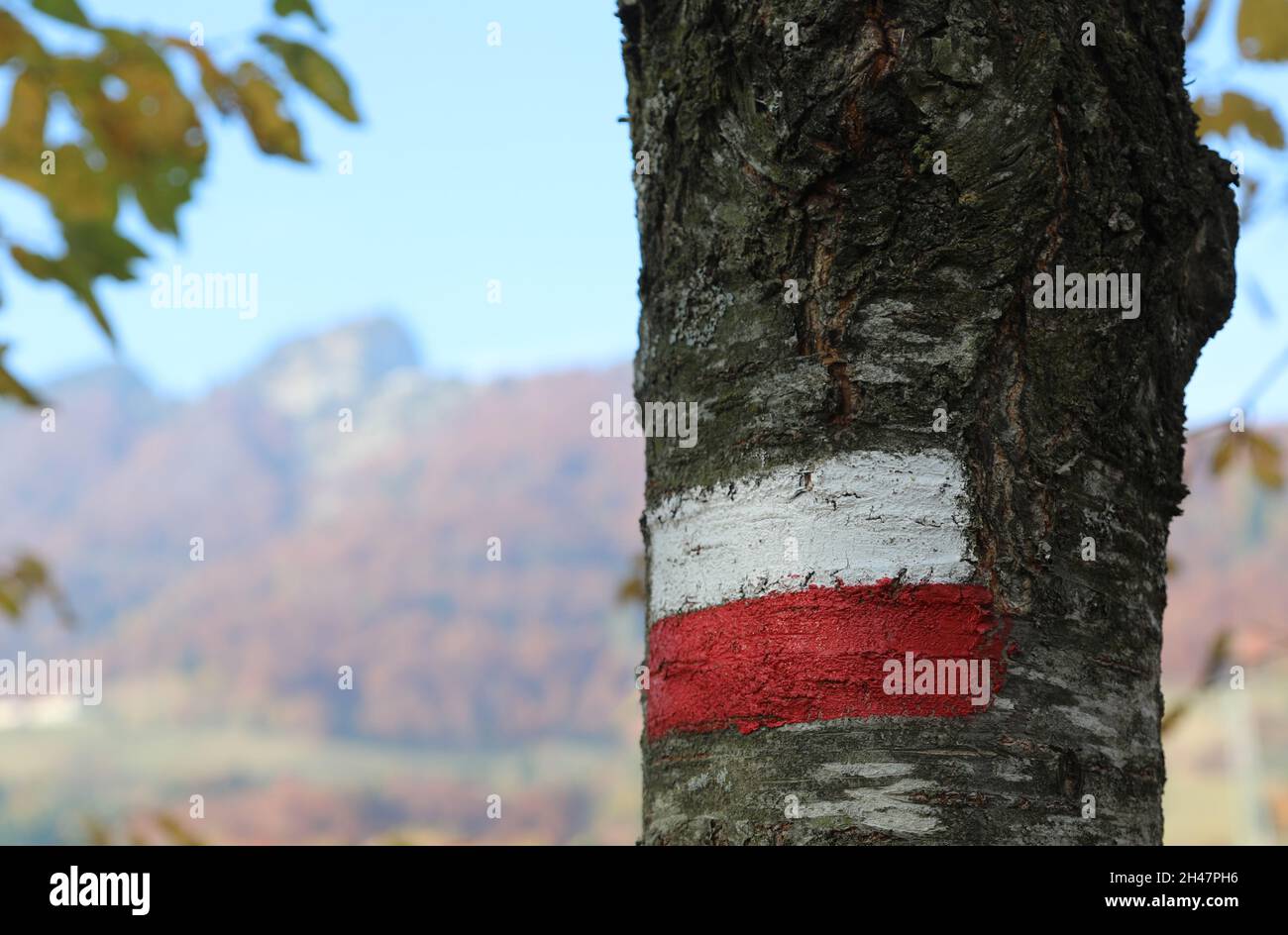 two red and white stripes on the tree to indicate the path in the high ...
