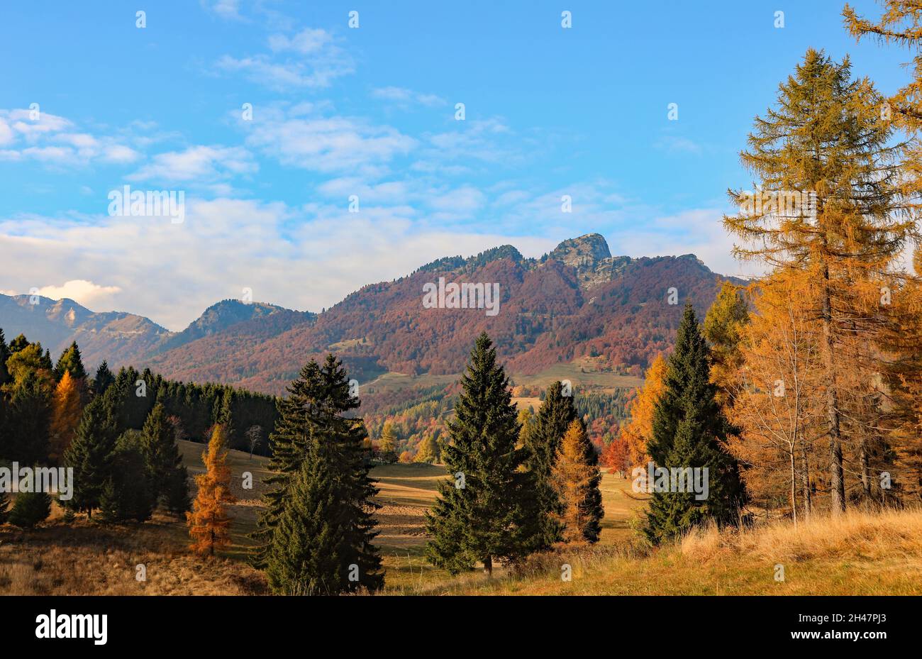 amazing alpine landscape with the high mountain and the trees colored ...