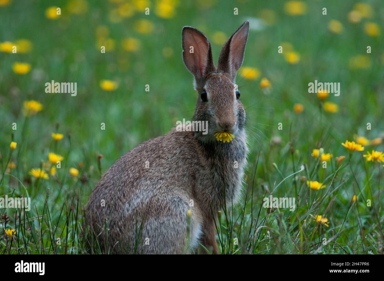 Rabbit field animal wildlife hi-res stock photography and images - Alamy