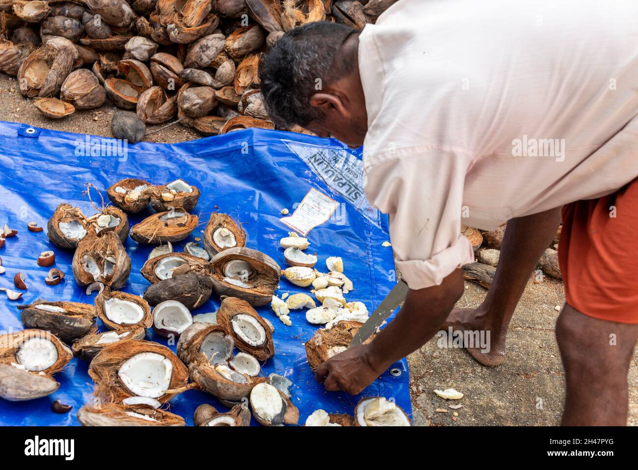 An Indian employee sorting out the coconut husks before chopping them ...