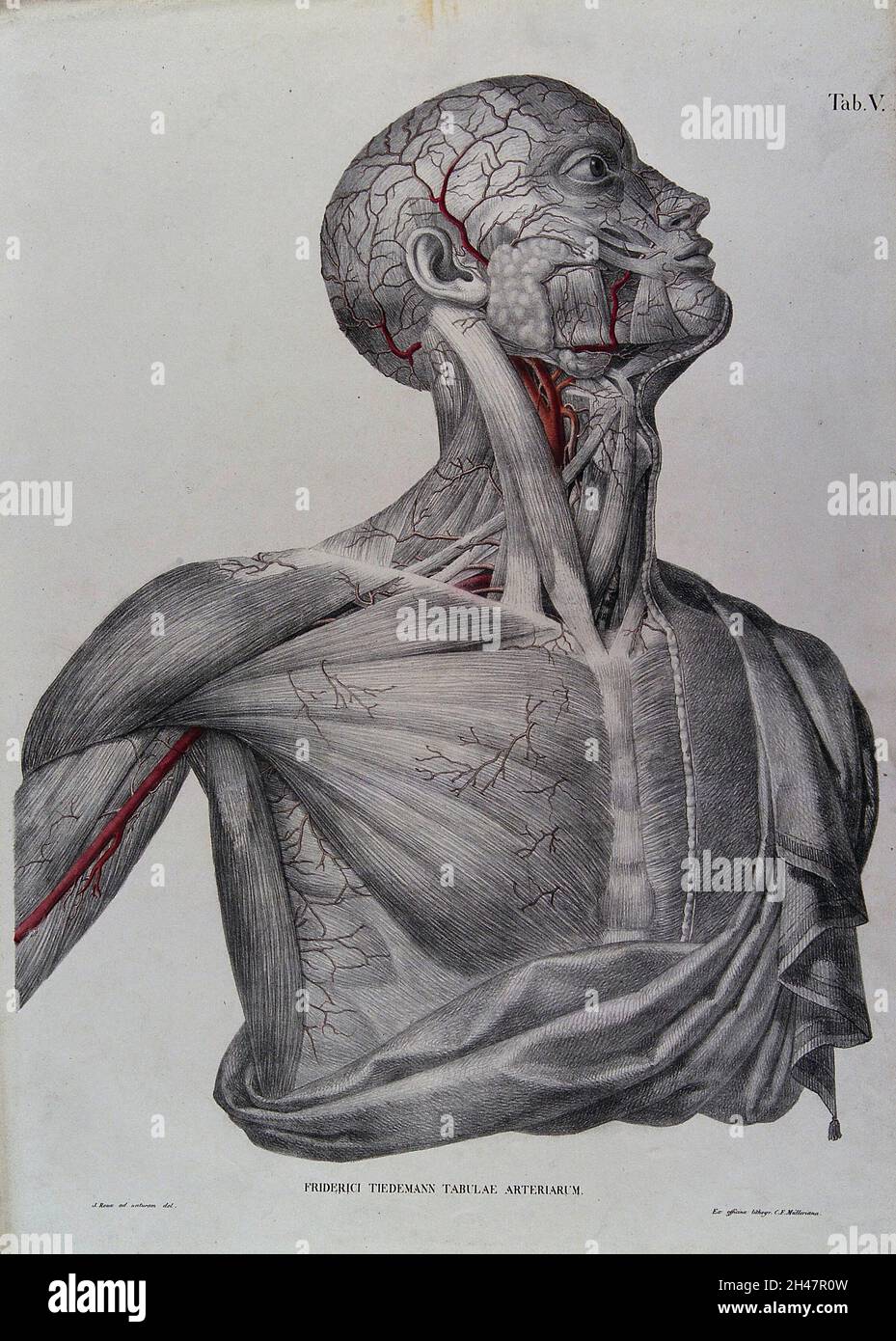 Arteries of head and neck hi-res stock photography and images - Alamy