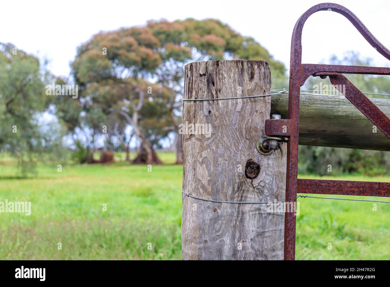 Close-up shot of an old wrought iron farm gate in the field with the ...
