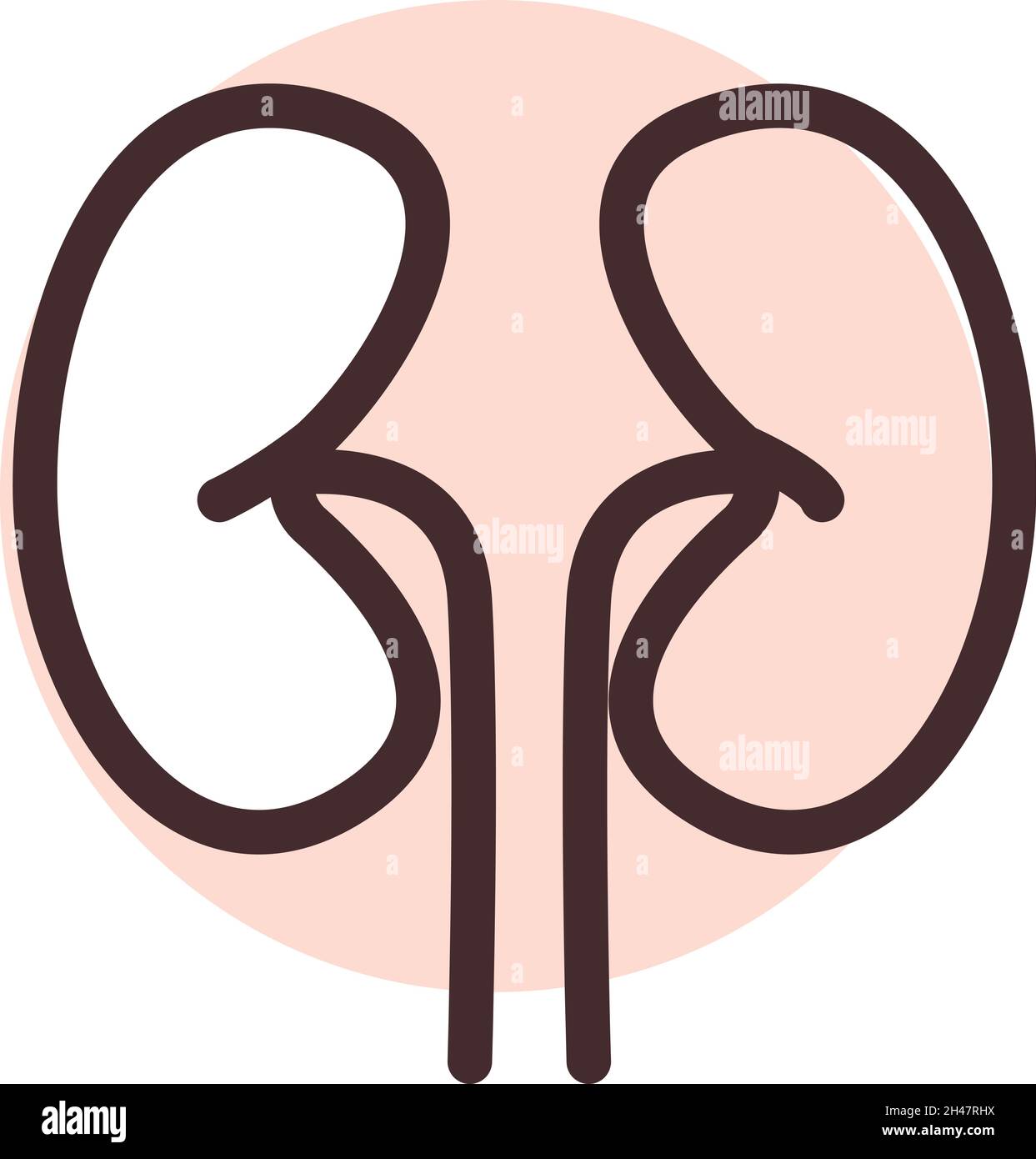 Human kidneys, illustration, vector, on a white background Stock Vector Image & Art - Alamy