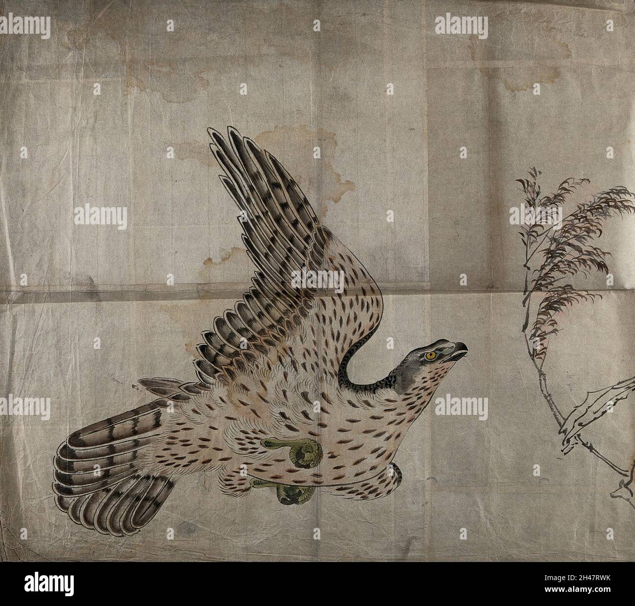 A Chinese hawk about to attack its quarry, a heron. Painting by a ...