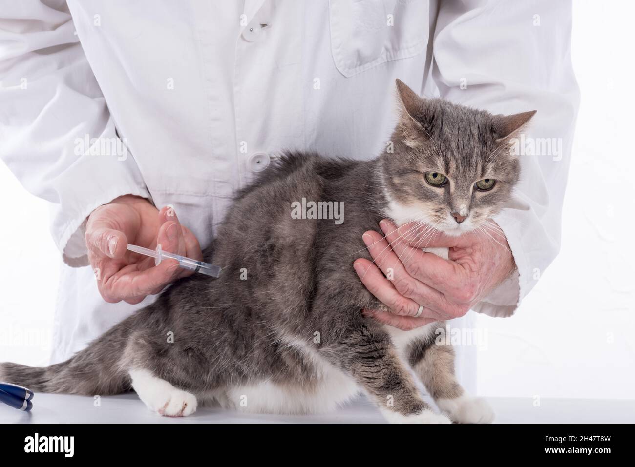 Veterinarian giving an injection to a cat Stock Photo - Alamy